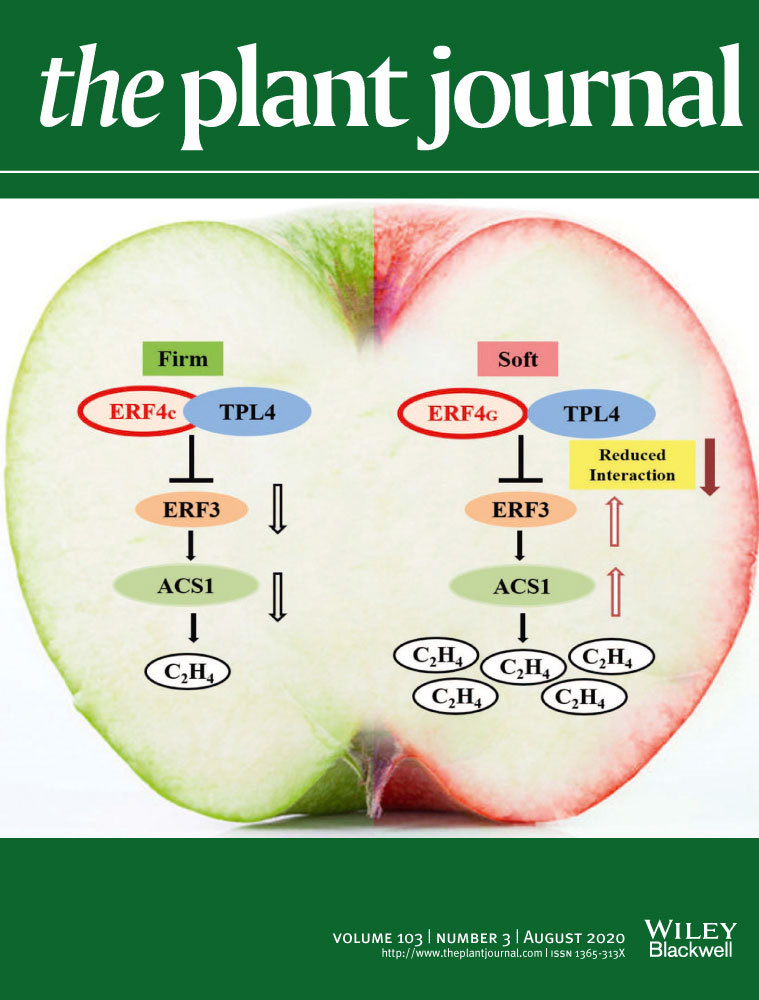 Morphological and metabolic profiling of a tropical‐adapted potato ...
