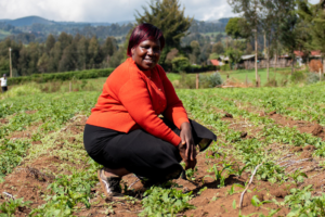 CIP - International Potato Center