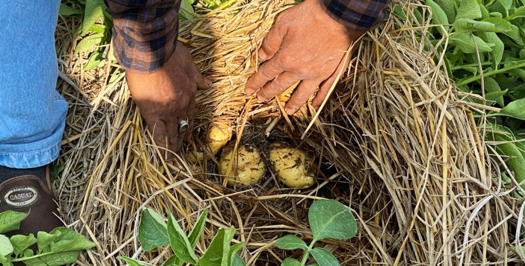 Potato production through zero-tillage with straw mulch (PZTM ...