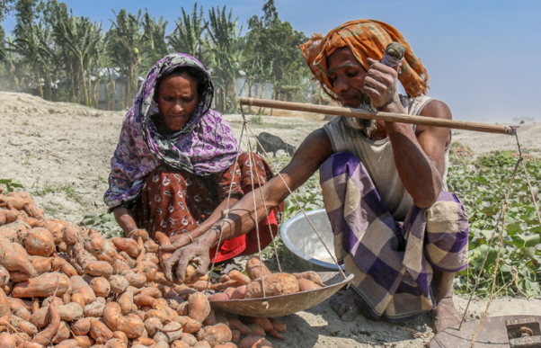 Climate-smart potatoes and sweetpotatoes boost resilience in the ...