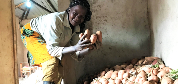 Climate-smart potatoes and sweetpotatoes boost resilience in the ...