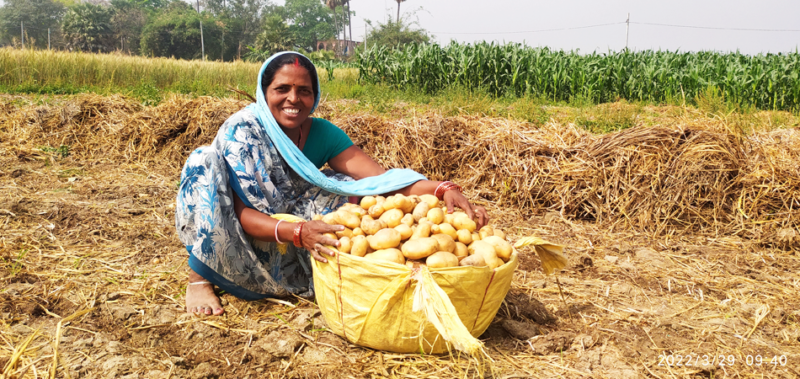 Climate-smart potatoes and sweetpotatoes boost resilience in the ...