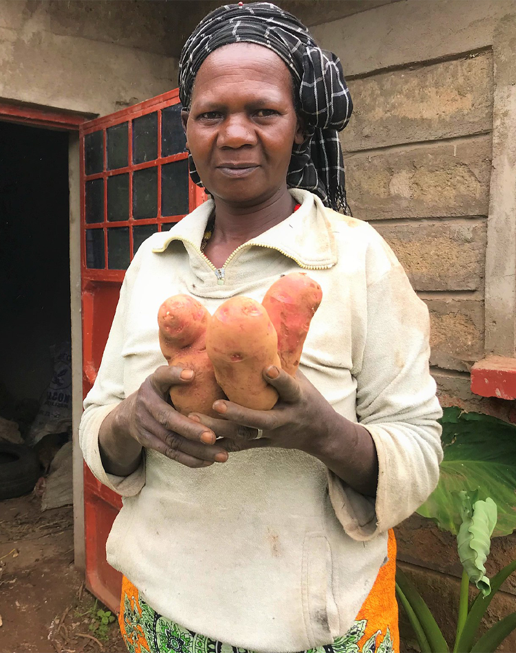 Climate-smart potatoes and sweetpotatoes boost resilience in the ...
