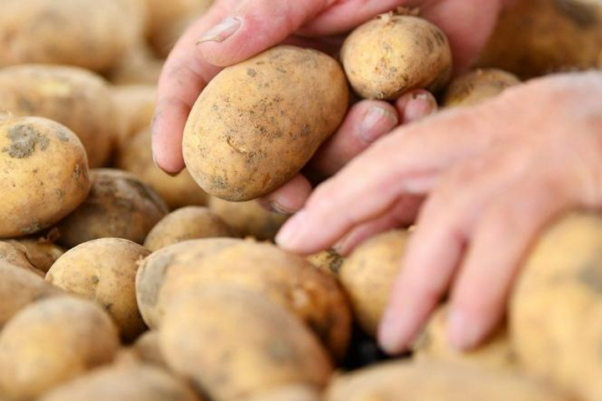Farming – How potatoes should survive climate change - International Potato Center