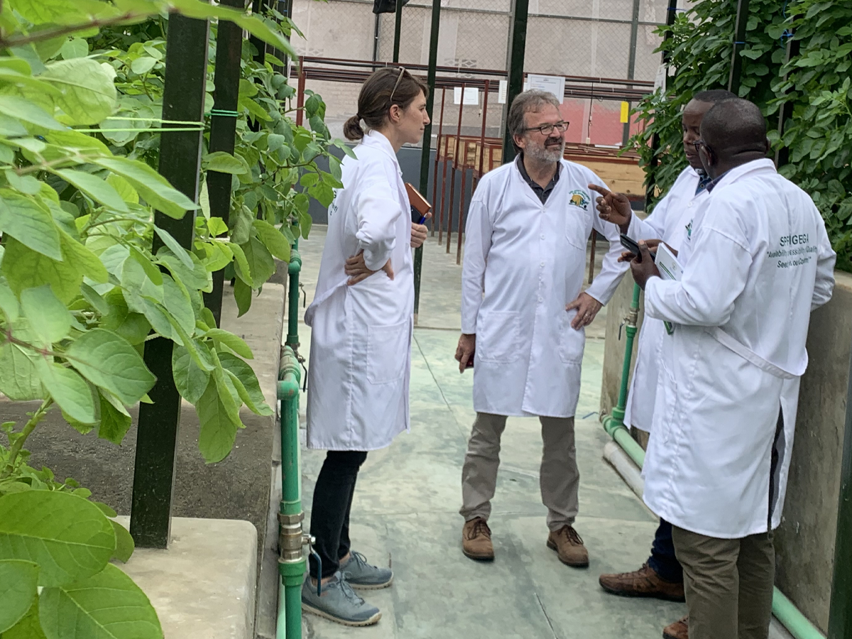 Scaling out aeroponics technology for potato mini tuber production in ...