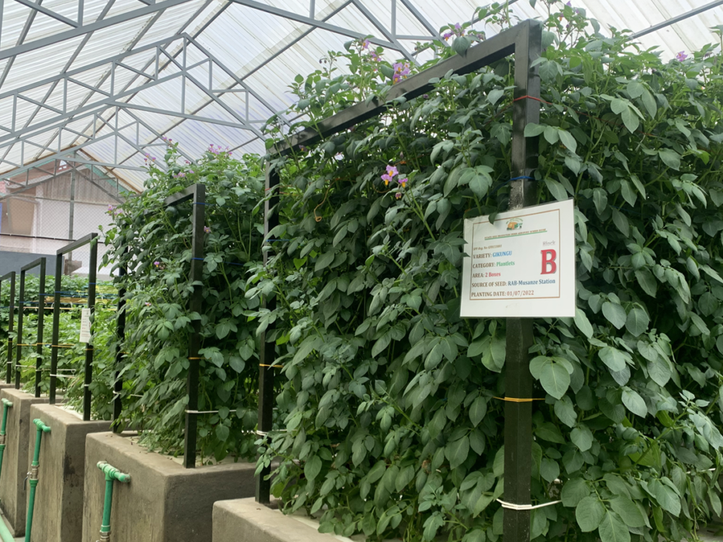 Scaling out aeroponics technology for potato mini tuber production in ...