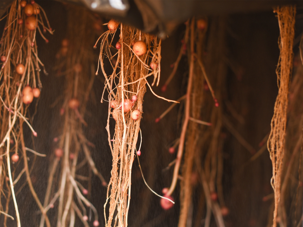 Scaling out aeroponics technology for potato mini tuber production in ...