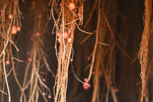 Scaling out aeroponics technology for potato mini tuber production in ...