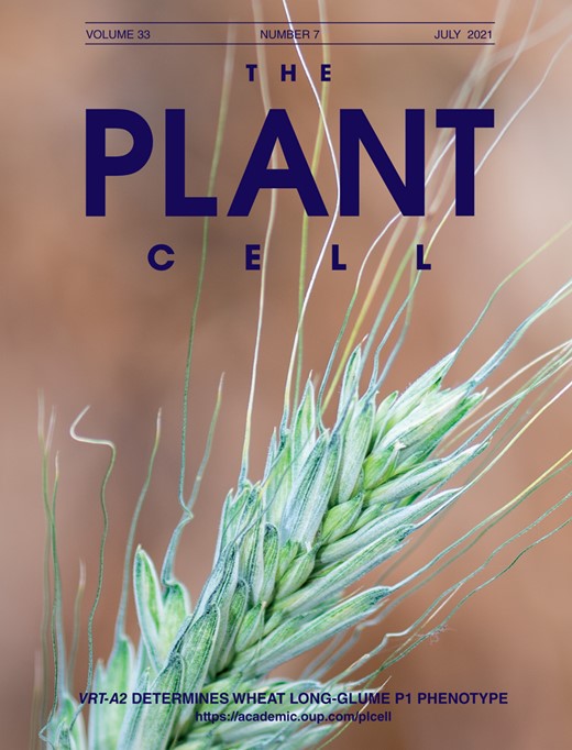 Rare instances of haploid inducer DNA in potato dihaploids and ploidy ...