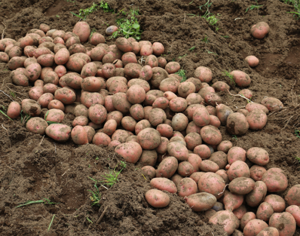 Three years of harvesting The Potato Crop: open-access book yields ...