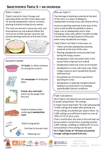 Sweetpotato Triple S – an overview. Handout 1 - International Potato Center
