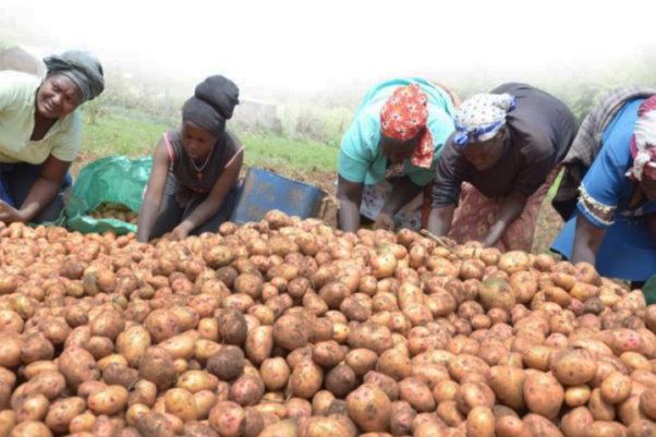 International Potato Center unveils late blight-resistant potato for Kenya and Nigeria ...