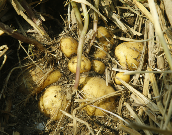 Golden eggs: The potential of potato in mulch – International Potato Center