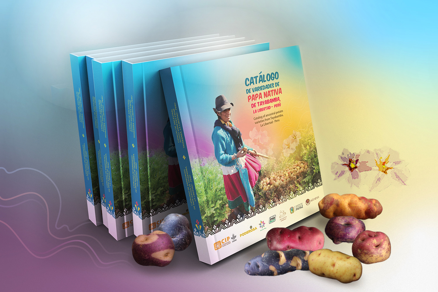 Lanzamiento del: Catálogo de variedades de papa nativa de Tayabamba, La ...