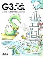 Unraveling the hexaploid sweetpotato inheritance using ultra-dense ...