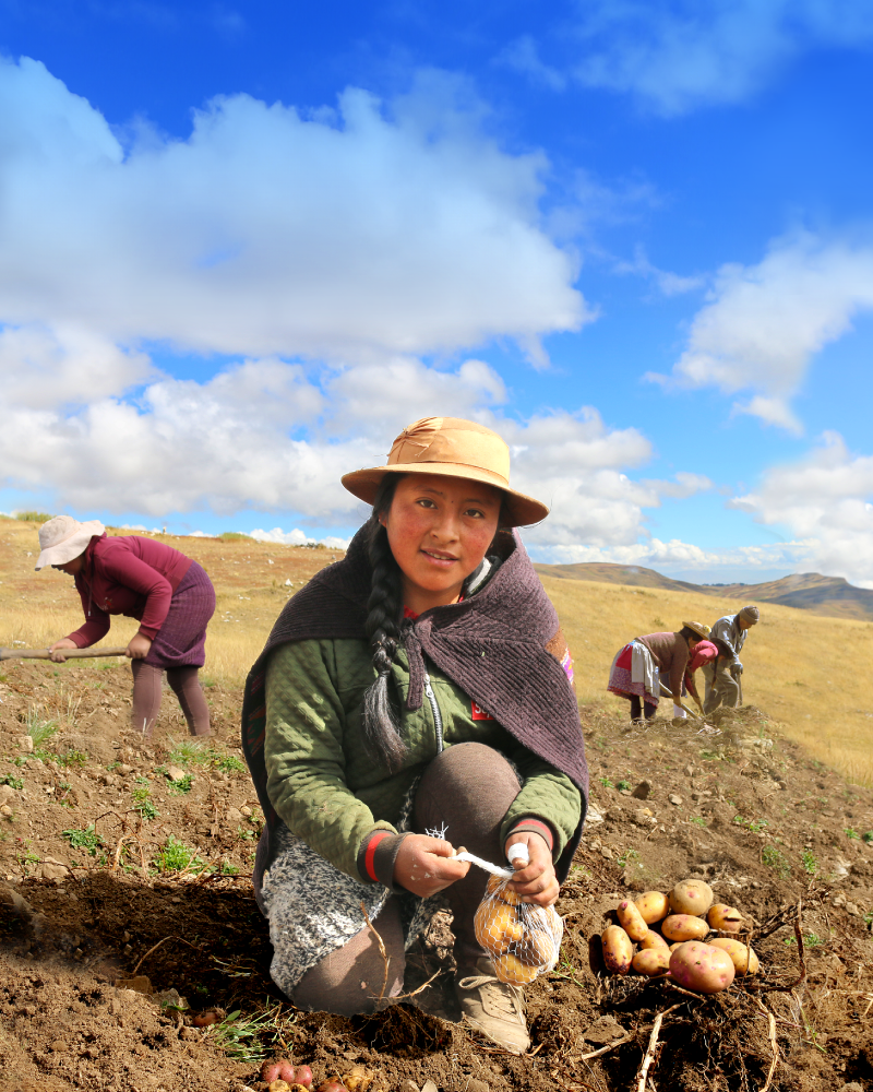 CIP - International Potato Center