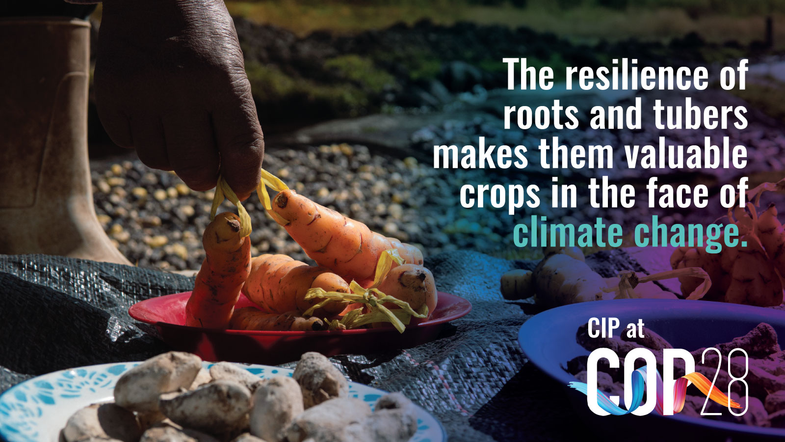 CIP at COP28 | Social media toolkit - International Potato Center