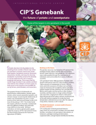 CIP’s Genebank: the future of potato and sweetpotato. - International ...