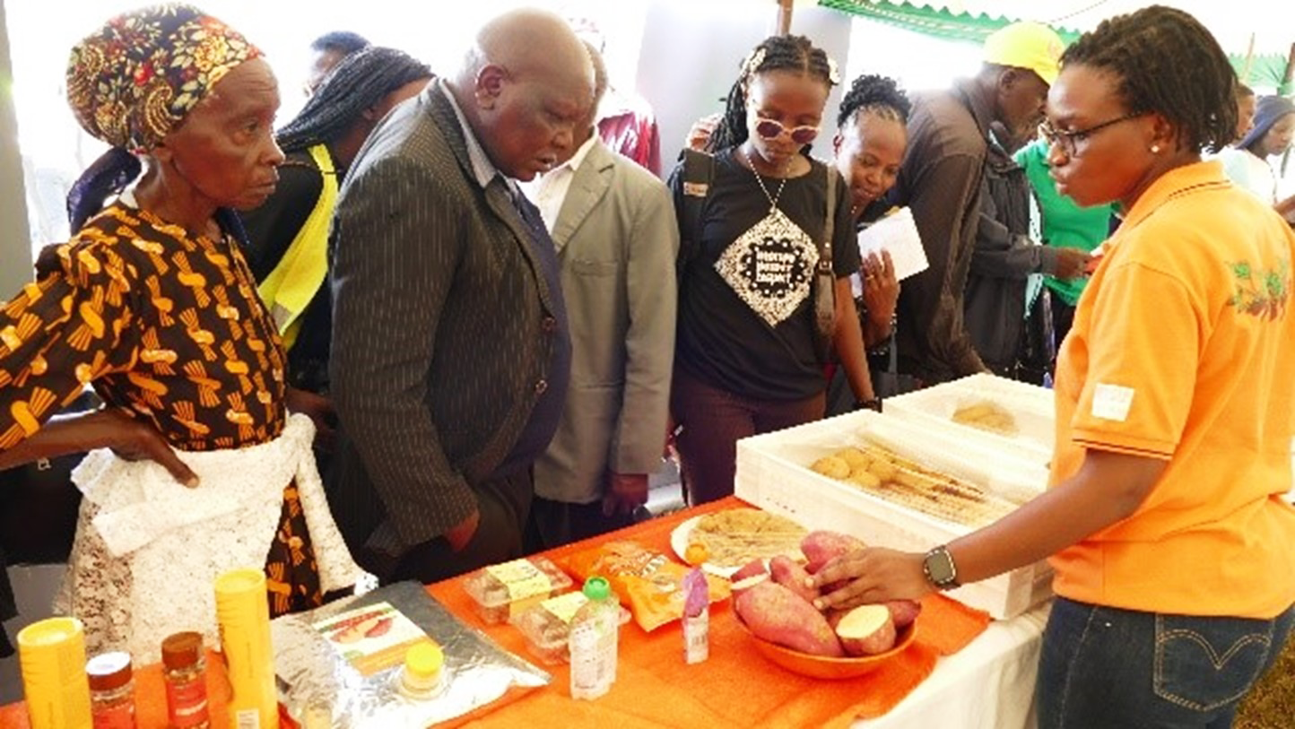 Orange fleshed sweetpotato (OFSP) shines at KALRO’s Kilimo Biashara ...