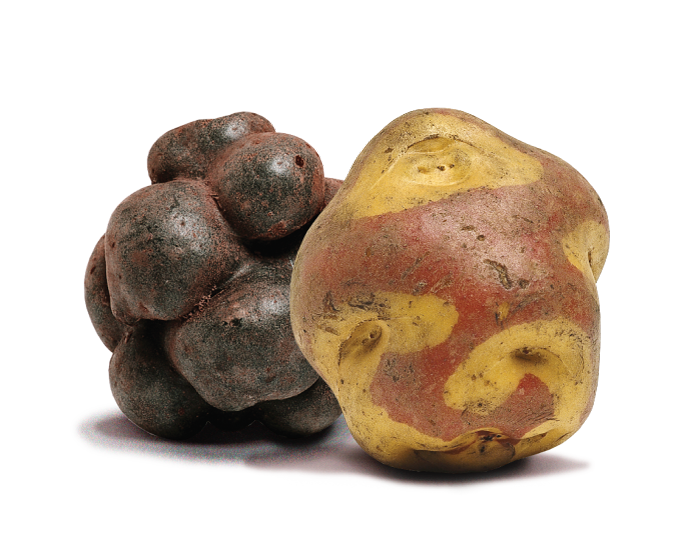 International Day of Potato 2024 – International Potato Center