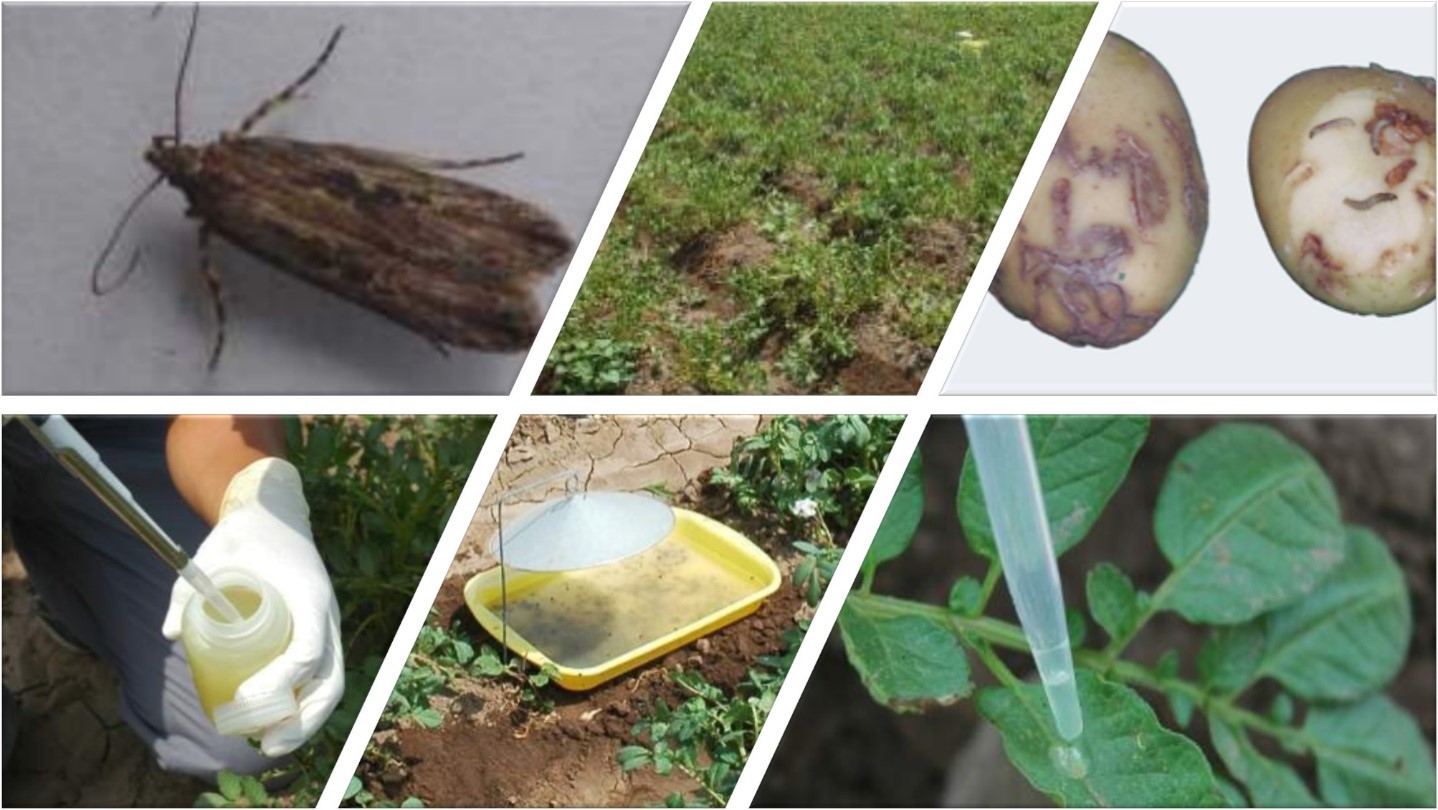 “Attract-and-Kill” Technology to Safeguard Potato Crops