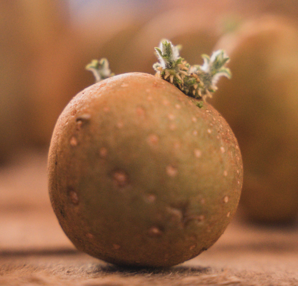 TAP5: Cash Potatoes for the Tropics - International Potato Center