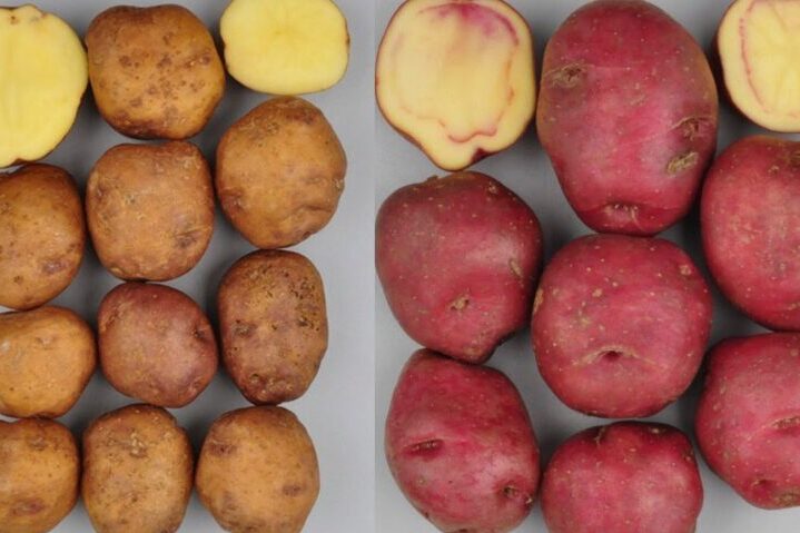 Papas mejoradas para combatir la anemia las produce el CIP ...