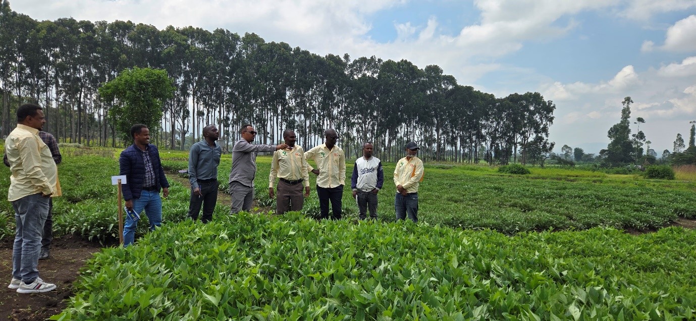 Growing prosperity: CIP and EIAR’s partnership boosts OFSP production ...