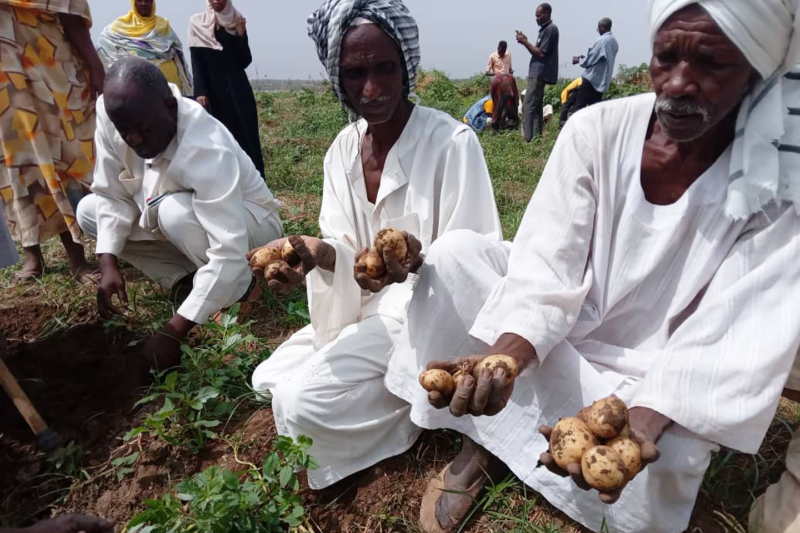 International Potato Center