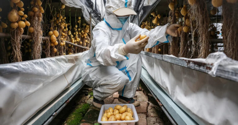 China's sets out on a mission to protect potatoes from climate change - International Potato Center