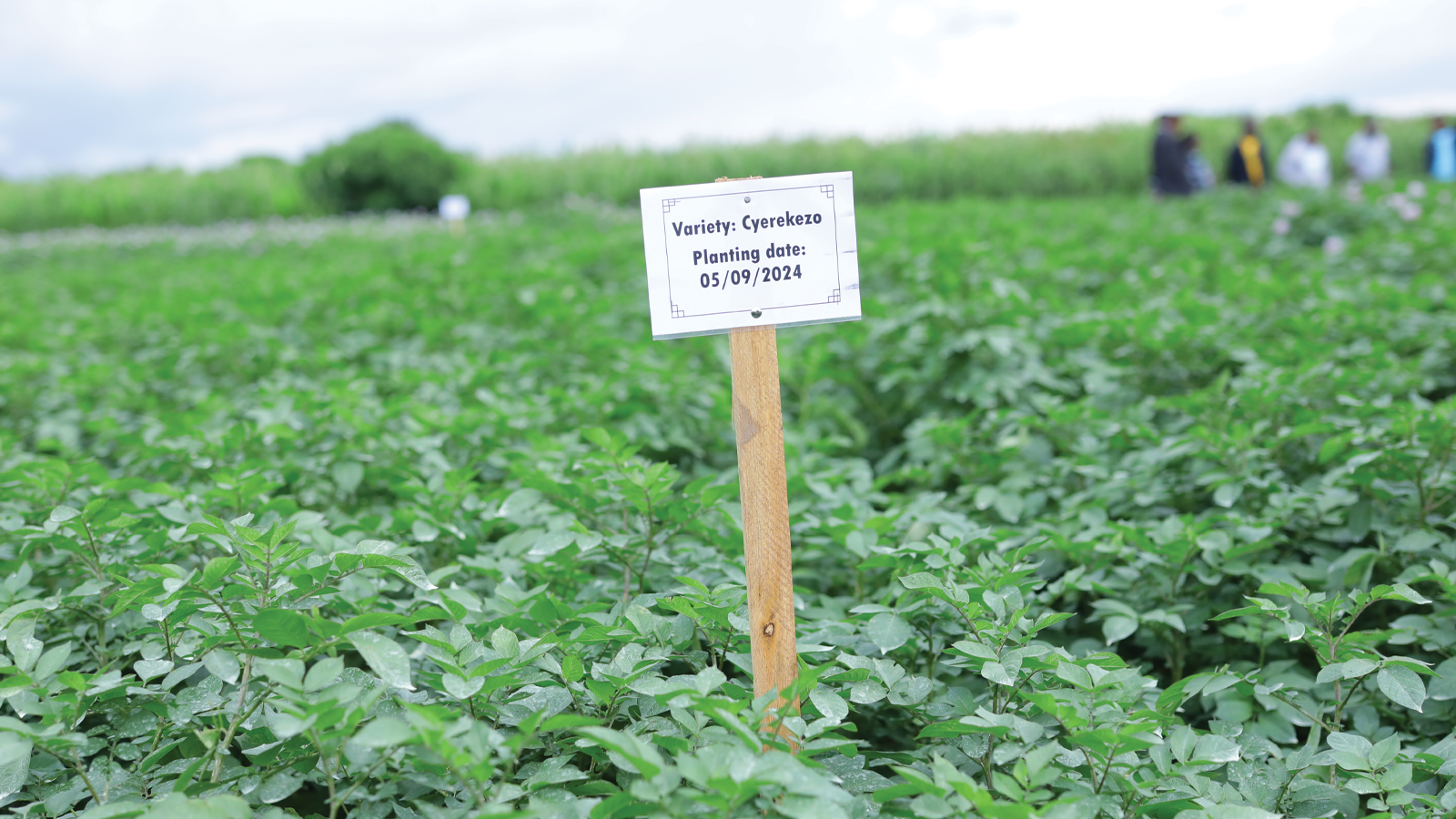 The Partnership drives Early Generation Seed production for new potato ...