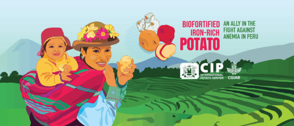 Biofortified potatoes - International Potato Center