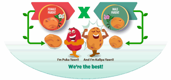 Biofortified potatoes - International Potato Center