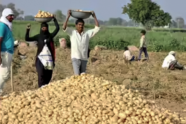 Peru-based International Potato Centre to establish branch near Sur ...